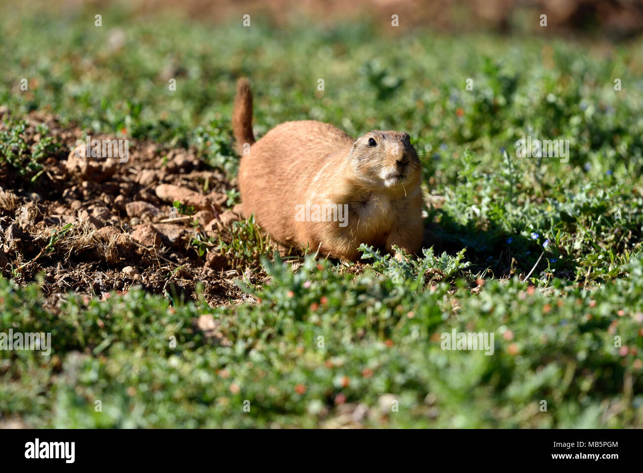 Black-Tailed Prairie Dog Stock Photo - Alamy