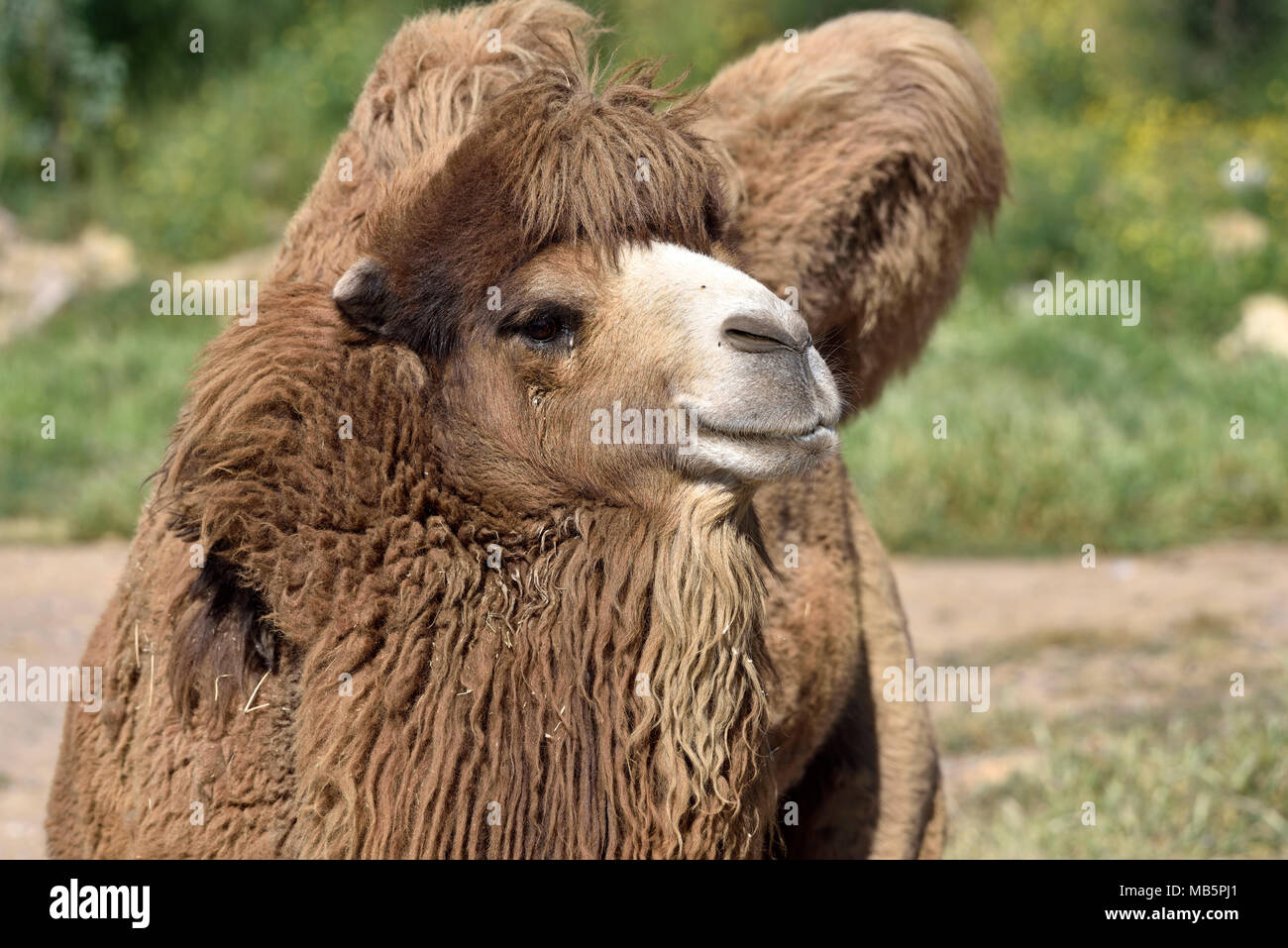 Camel close shot hi-res stock photography and images - Alamy