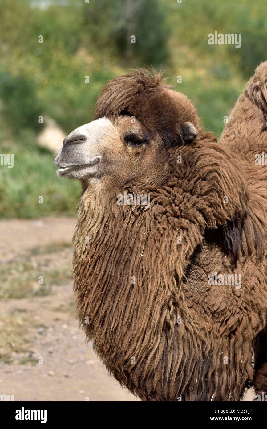 Camel eye close up hi-res stock photography and images - Alamy