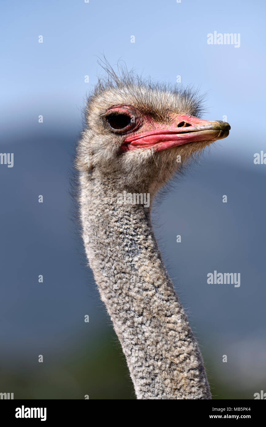 Big eye bird hi-res stock photography and images - Alamy