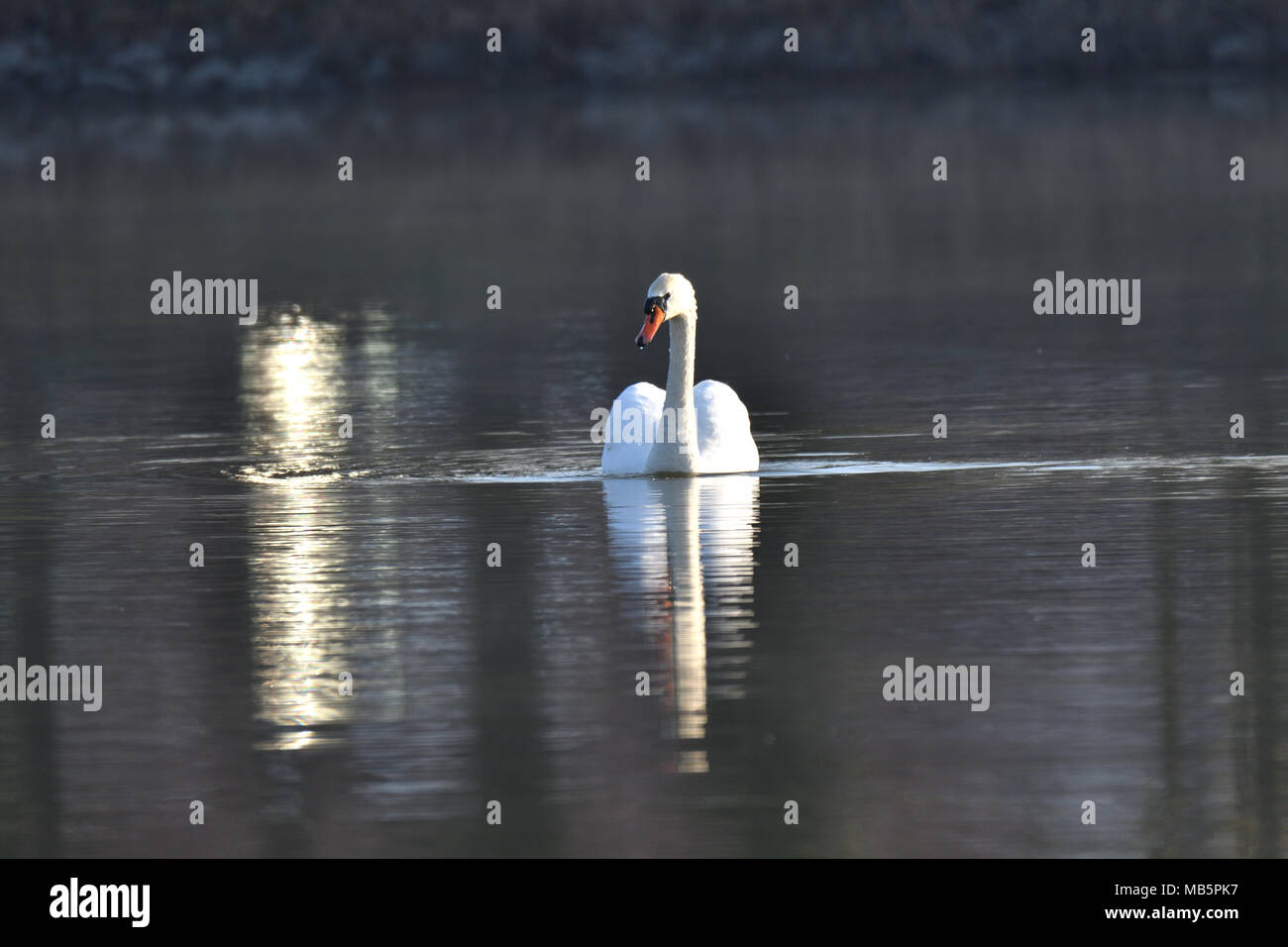 swan reflection in water of swimming white swan on the lake Stock Photo ...