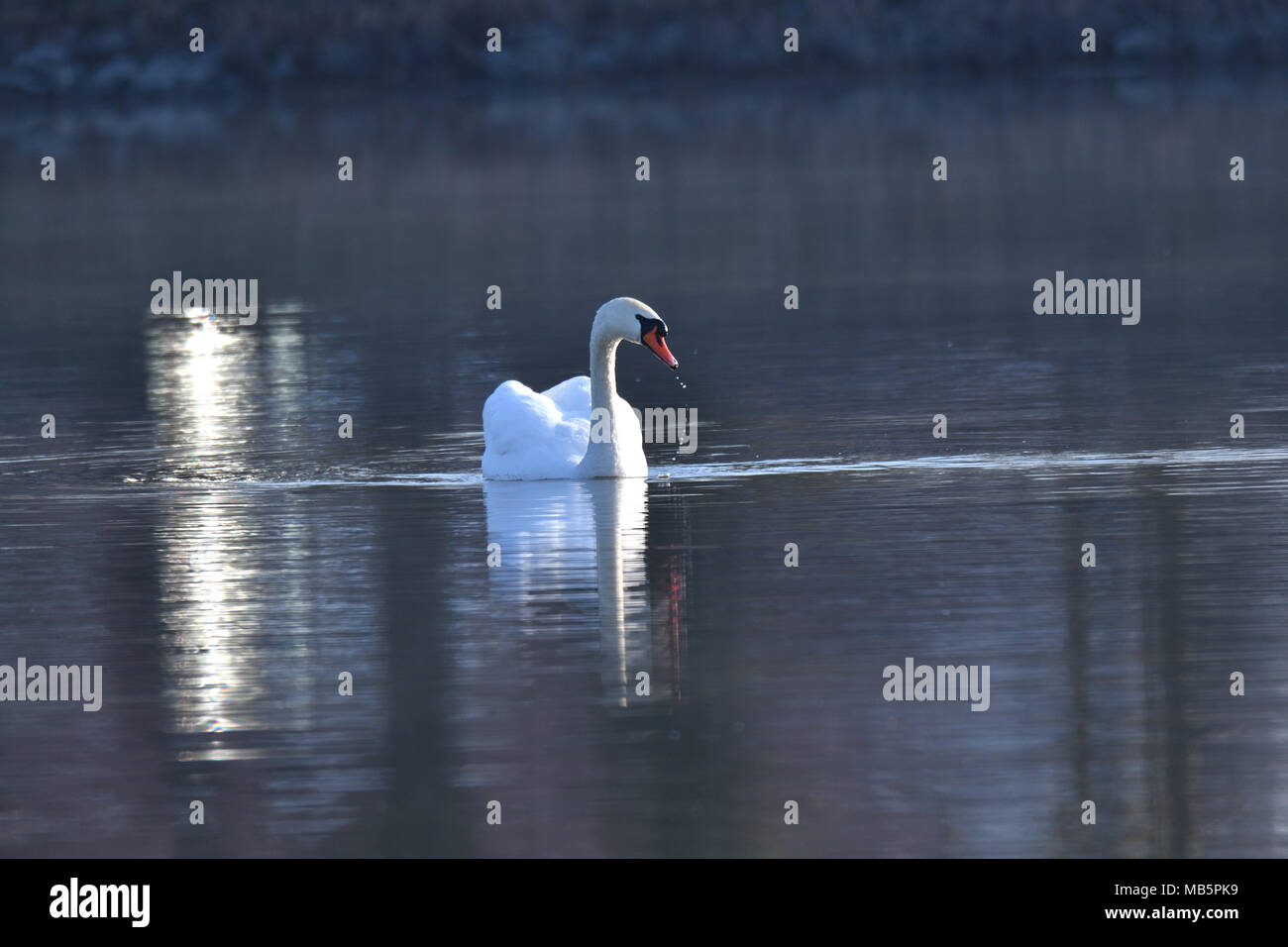 swan reflection in water of swimming white swan on the lake Stock Photo ...