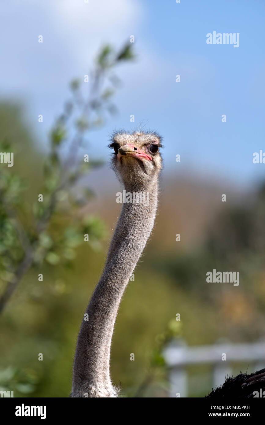 Ostrich with long neck hi-res stock photography and images - Alamy