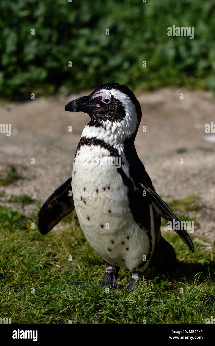African penguin endangered species hi-res stock photography and images ...