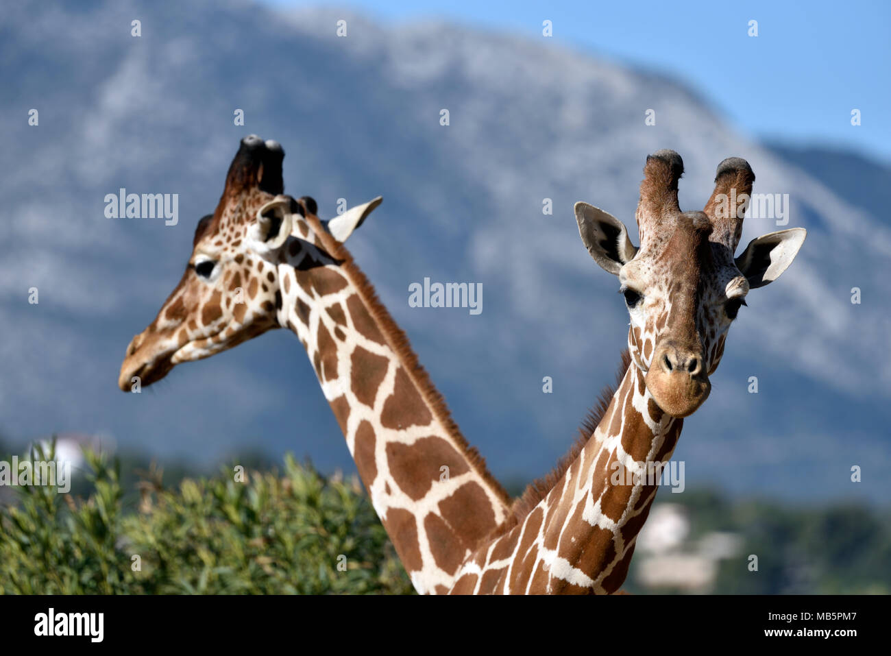 Long giraffes hi-res stock photography and images - Alamy