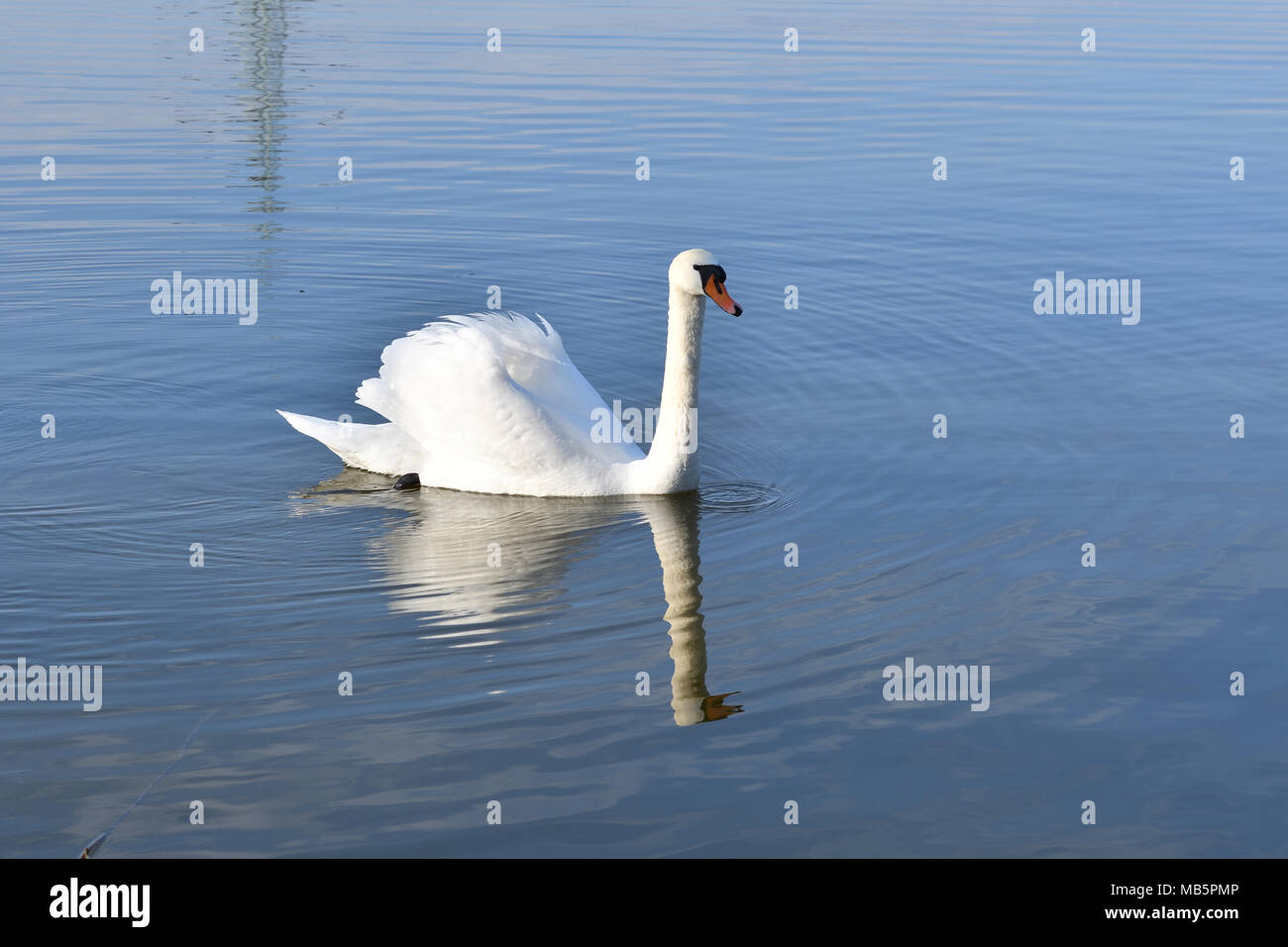 swan reflection in water of swimming white swan on the lake Stock Photo ...
