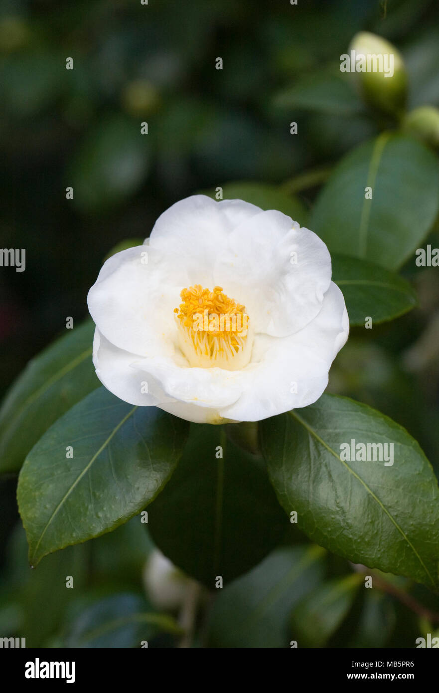 Camellia williamsii hi-res stock photography and images - Alamy