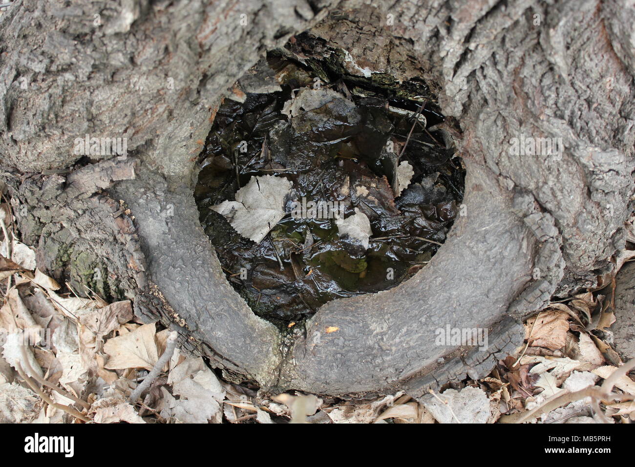 Secondary roots hi-res stock photography and images - Alamy