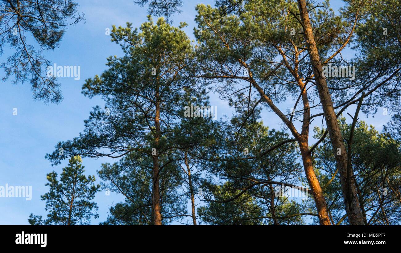 Pine trees in Portugal Stock Photo - Alamy