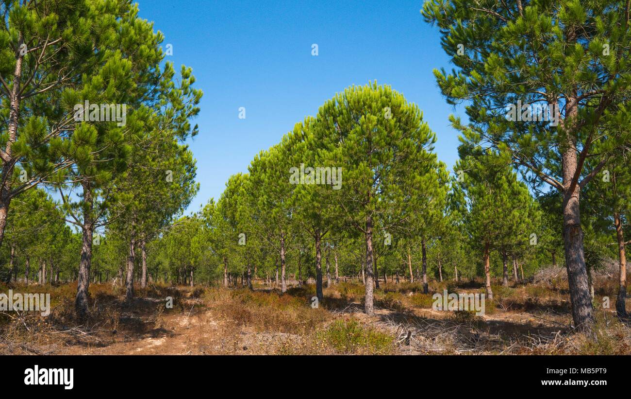 Pine trees in Portugal Stock Photo - Alamy