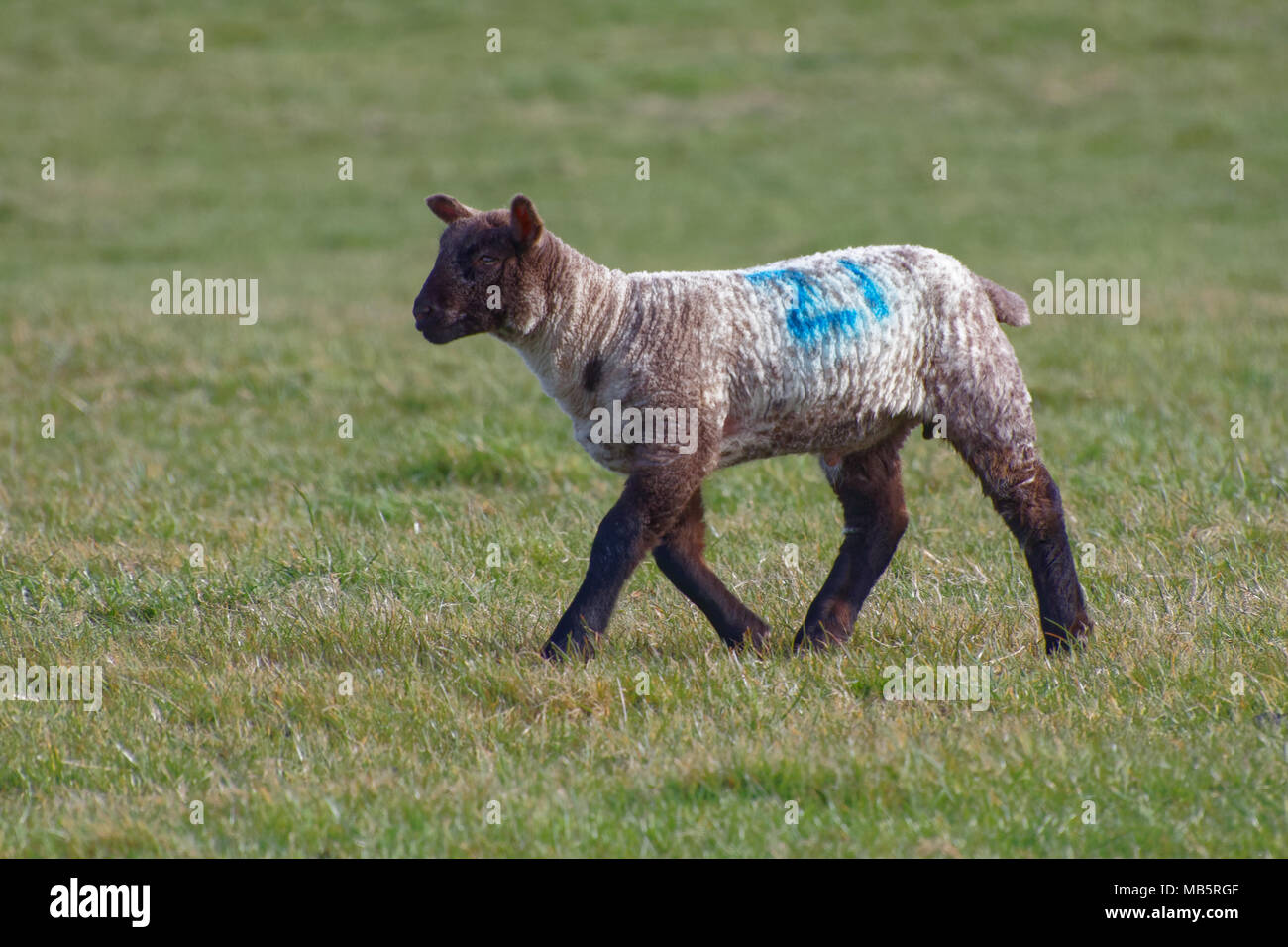 Brown Lamb at Home on the South Downs in Sussex Stock Photo - Alamy