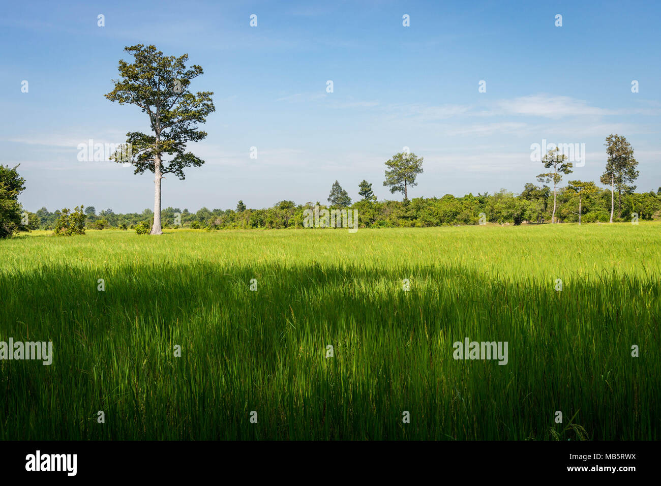 Lush fields hi-res stock photography and images - Alamy