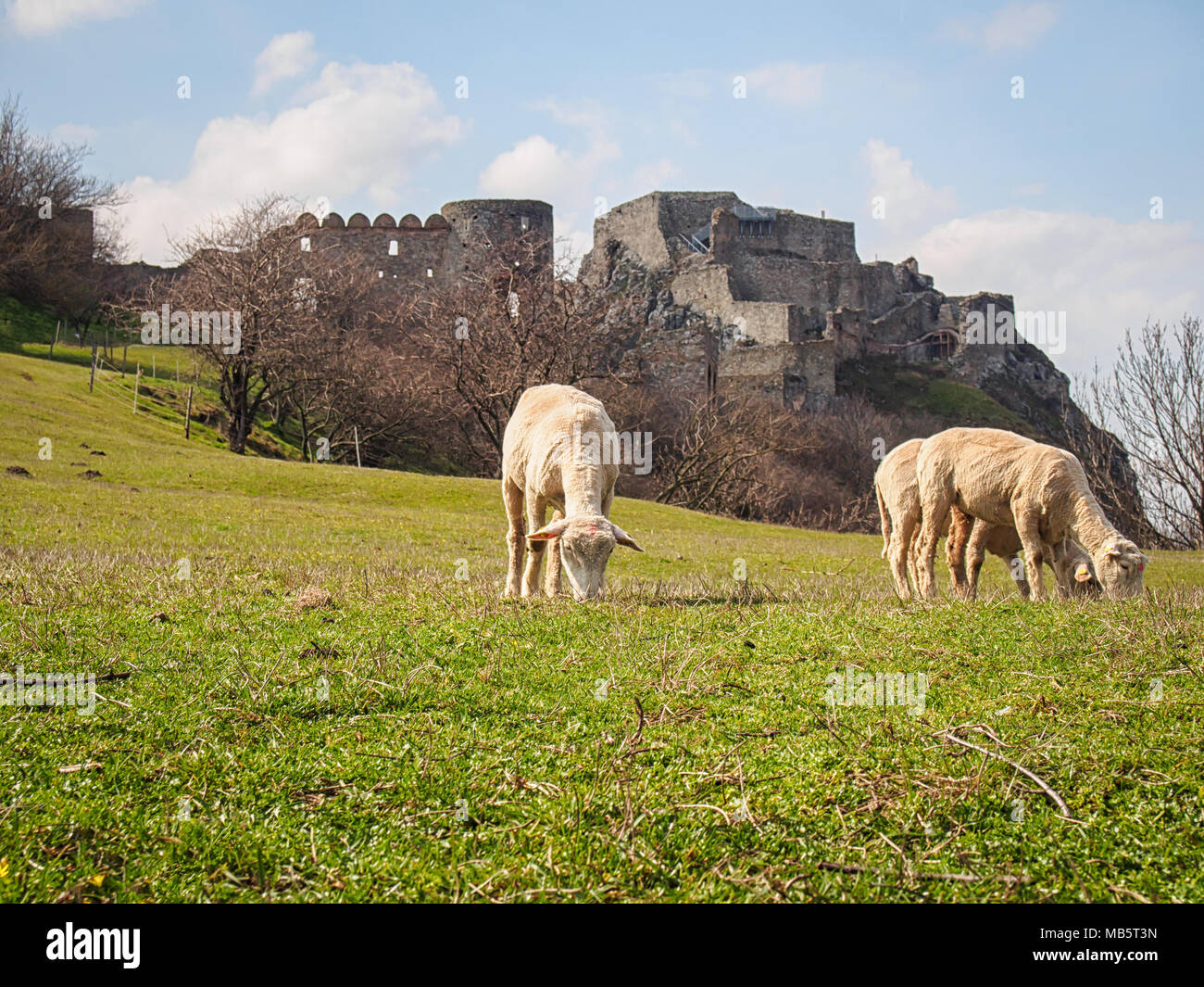Sheared sheep hi-res stock photography and images - Alamy