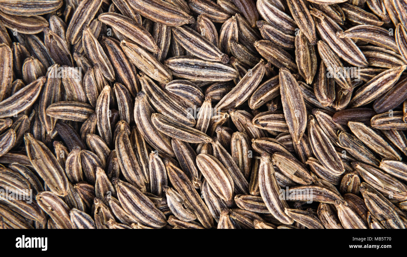 Close-up of caraway seeds as a spice background. Carum carvi. Beautiful ...