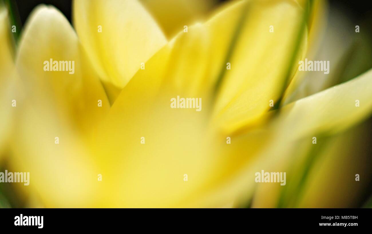 Beautiful macro yellow flowers hi-res stock photography and images - Alamy