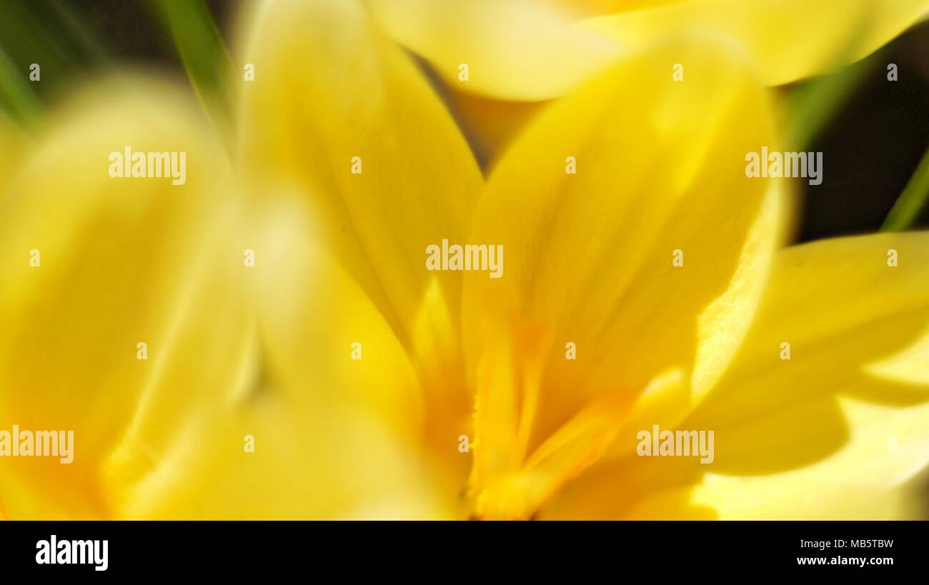 Beautiful yellow fresh flowers hi-res stock photography and images - Alamy