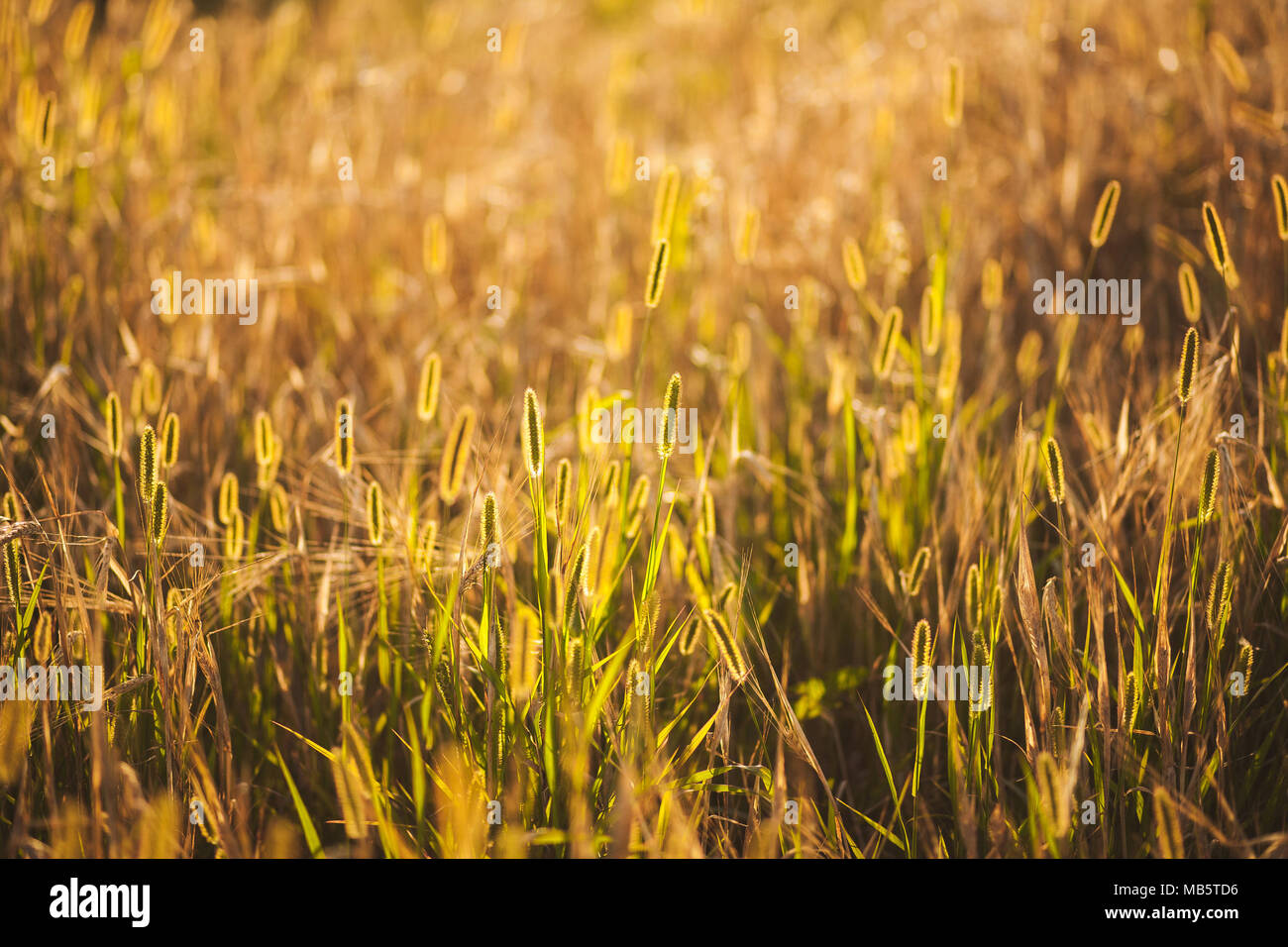 Closeup view of beautiful golden color grass in countryside meadow ...