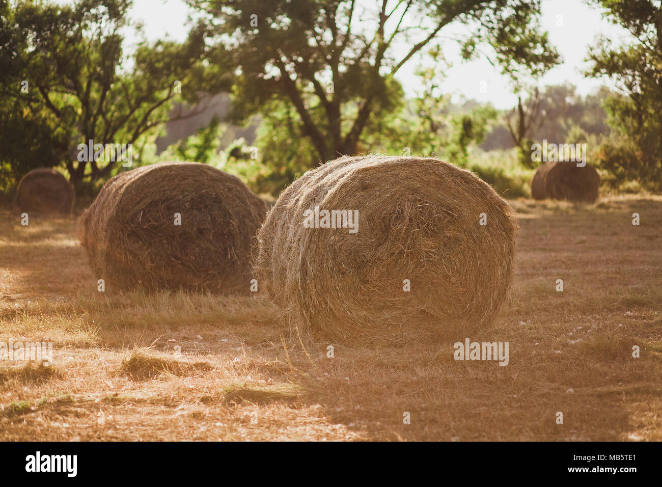 Stacks of dry hay ready fo storage for winter season on countryside ...