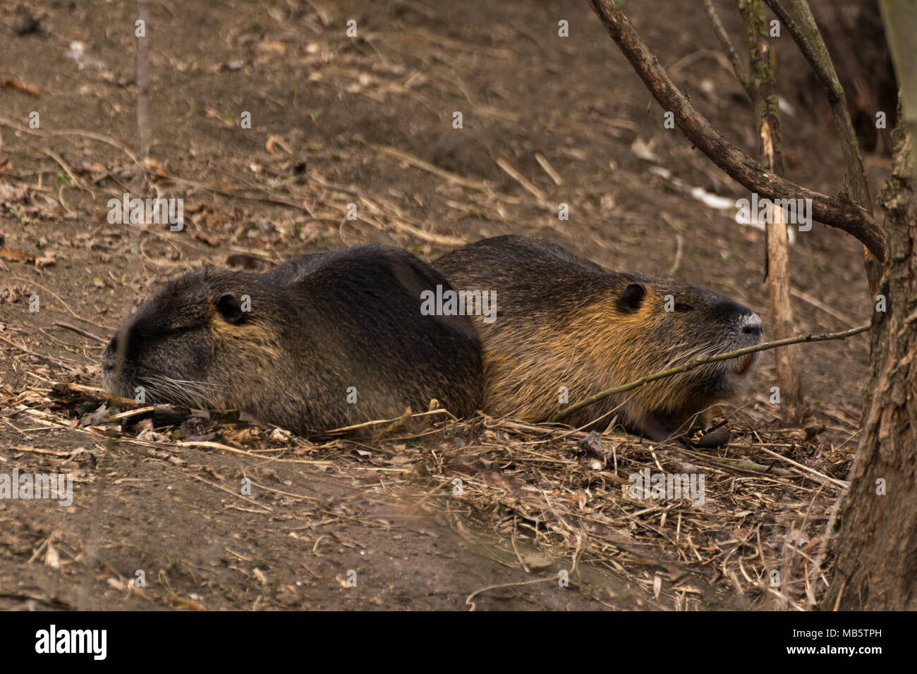 Nutria baby hi-res stock photography and images - Alamy