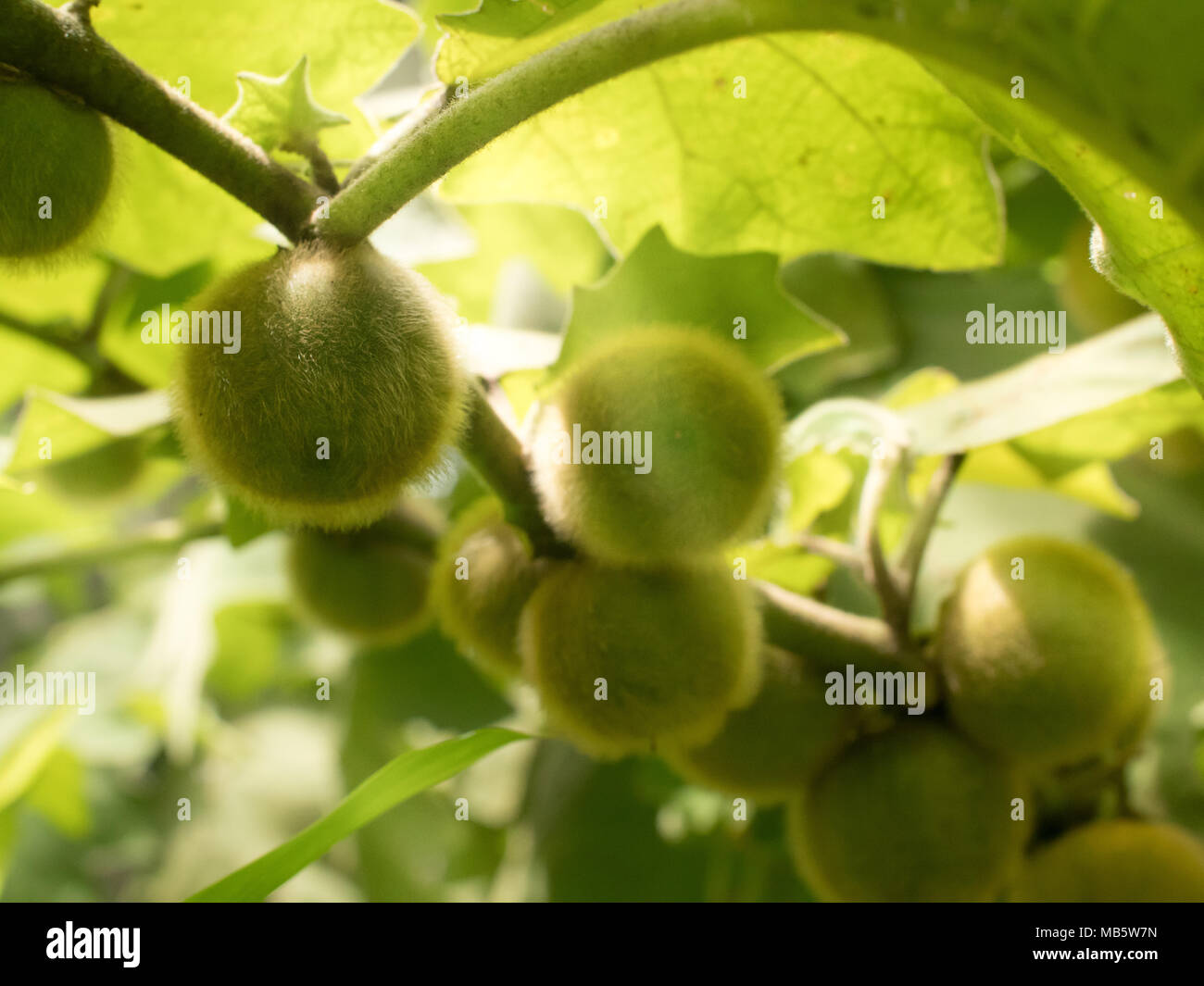 Close up of green furry fruit growing on a branch in the Seychelles ...