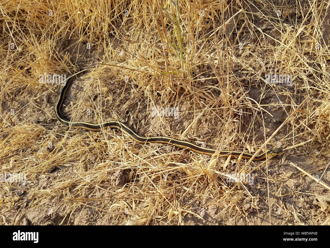 Coast Garter snake, also called garden snake, gardener snake, and ...