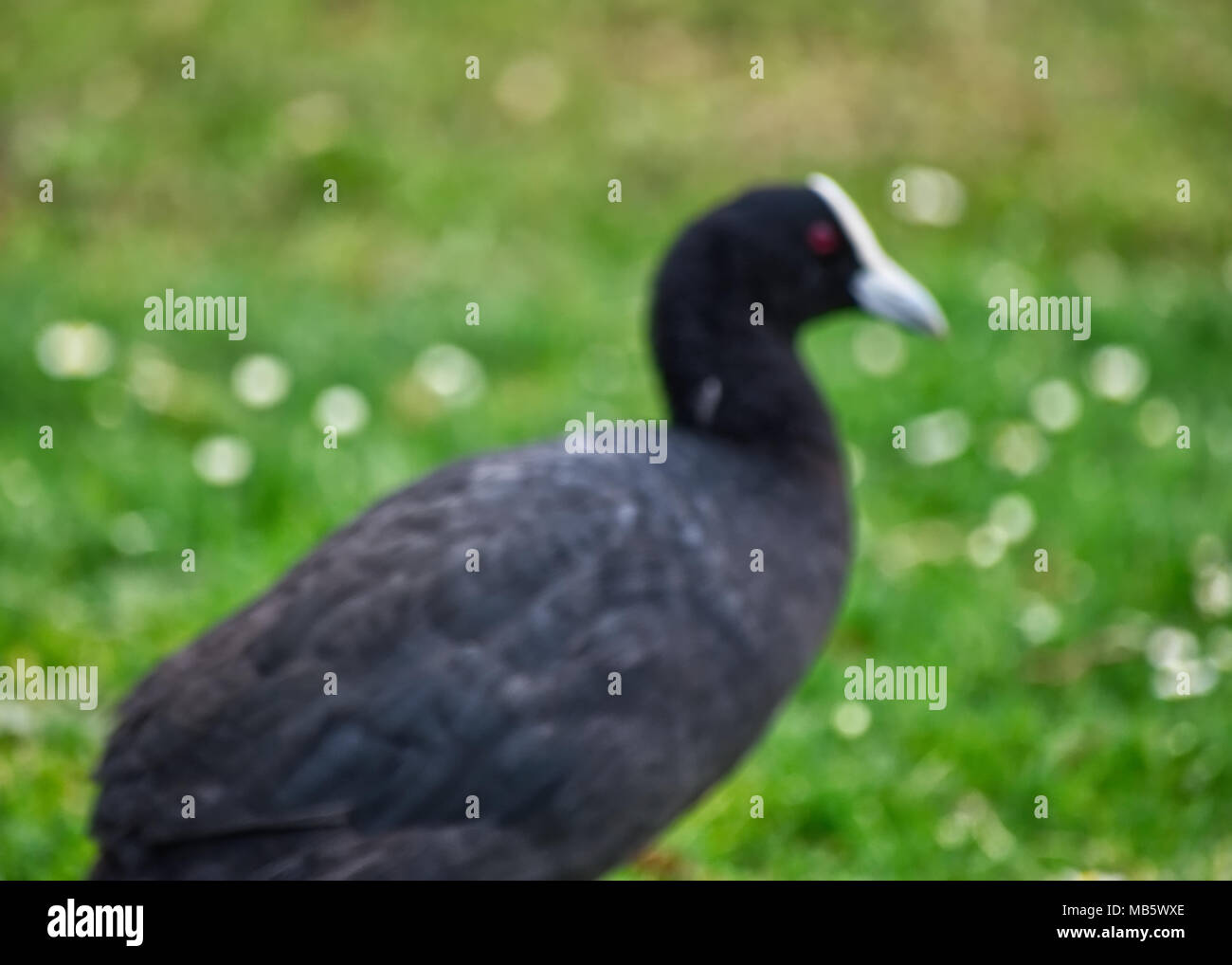 Gaussian hi-res stock photography and images - Alamy
