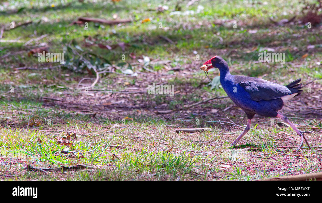 New zealand pukeko hi-res stock photography and images - Alamy