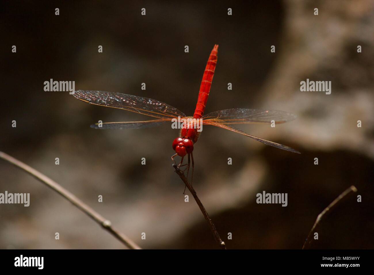 Australian dragonfly hi-res stock photography and images - Alamy