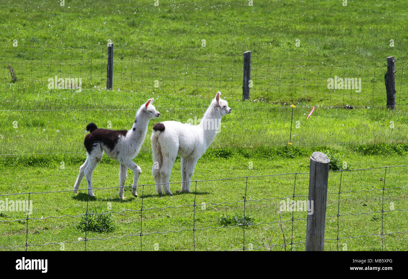 Alpaca in fence hi-res stock photography and images - Alamy