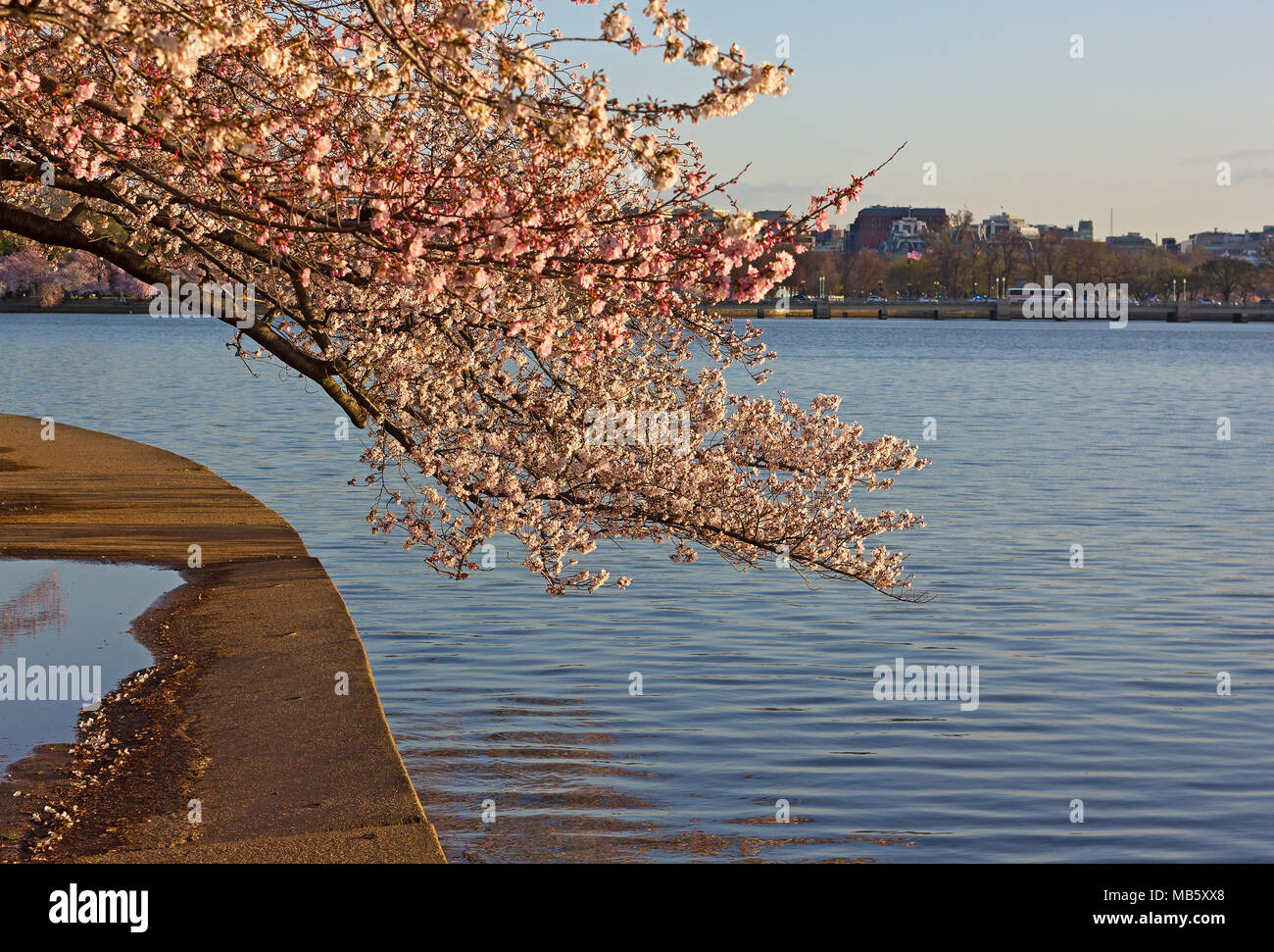 A blooming cherry tree branch bended over the Tidal Basin waters ...