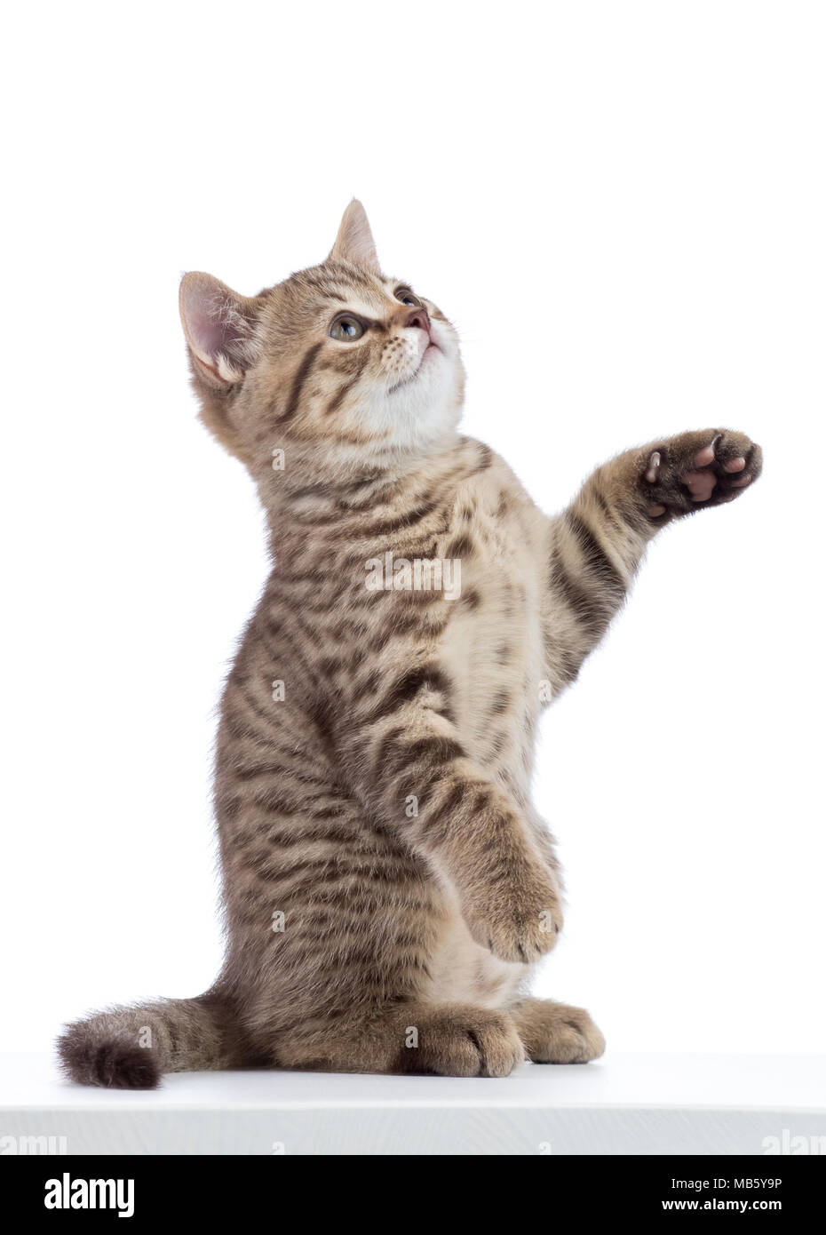 Cat kitten sitting and lifted a paw. Isolated on white Stock Photo - Alamy