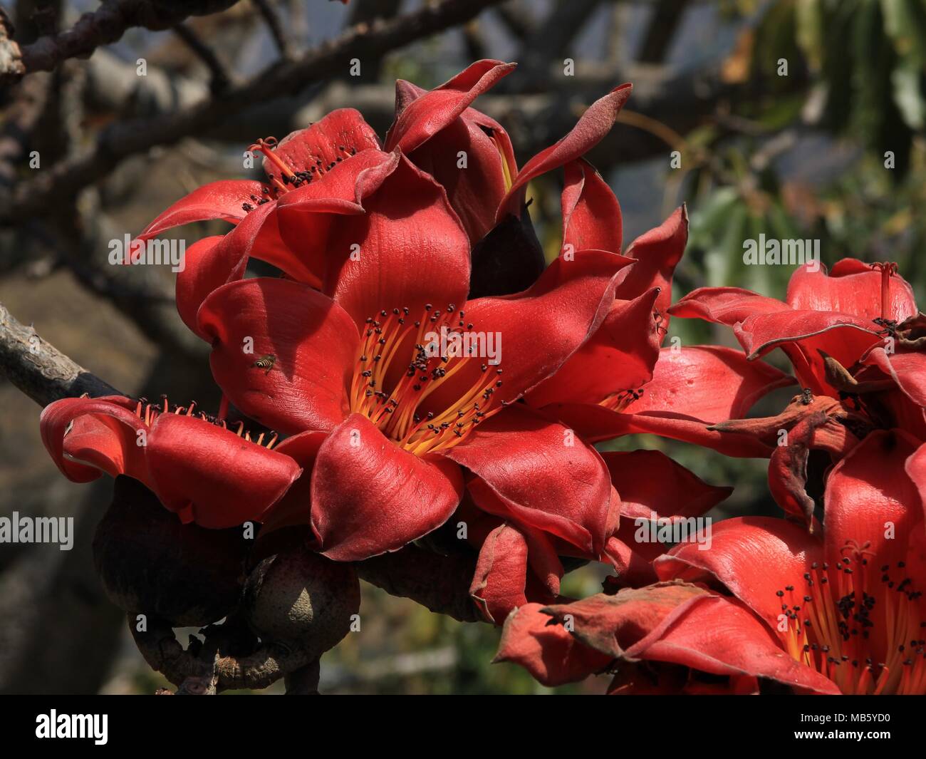 Red cotton tree hi-res stock photography and images - Alamy