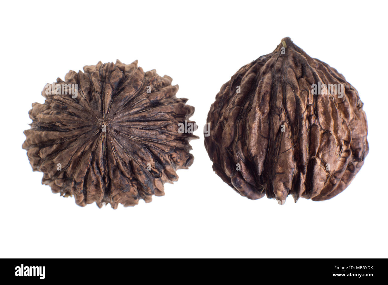 black walnut from the Andes called tocted isolated on white Stock Photo ...