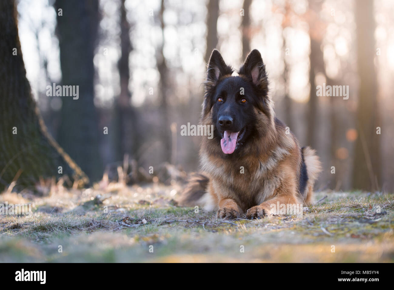 German shepherd morning sun hi-res stock photography and images - Alamy