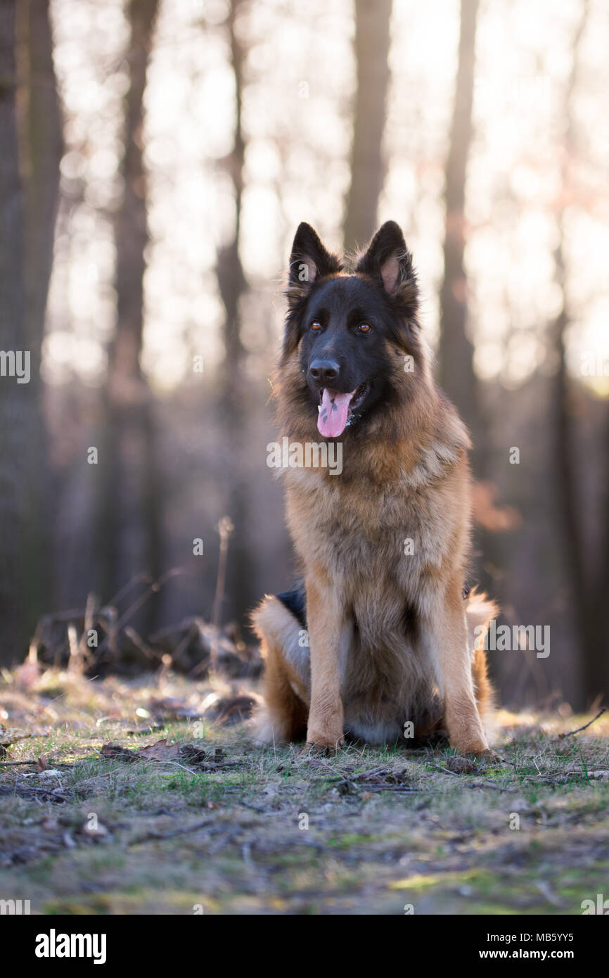 Portrait of german shepherd dog in spring morning sun Stock Photo - Alamy