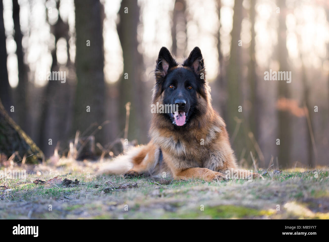 German shepherd morning sun hi-res stock photography and images - Alamy