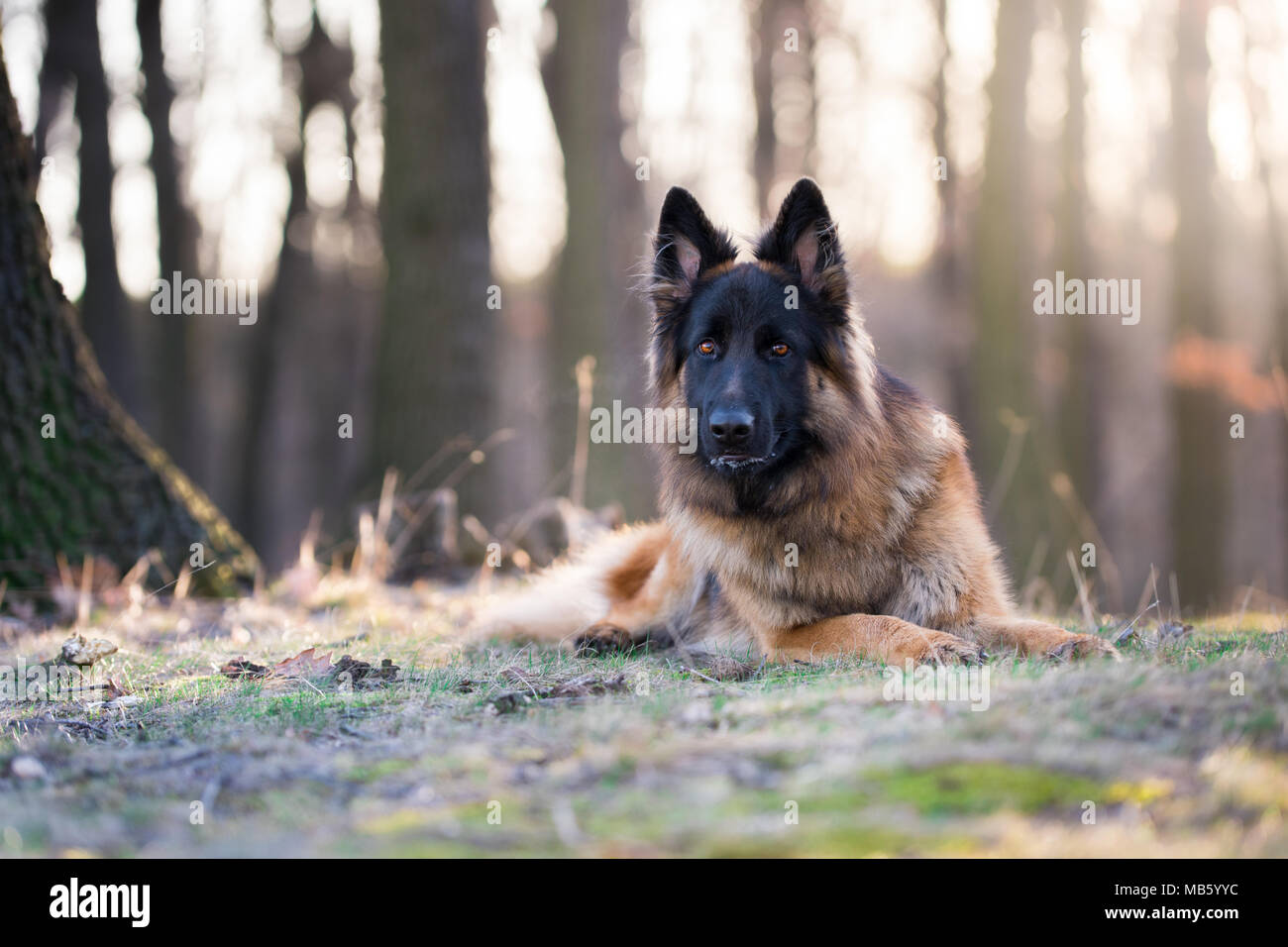 Portrait of german shepherd dog in spring morning sun Stock Photo - Alamy