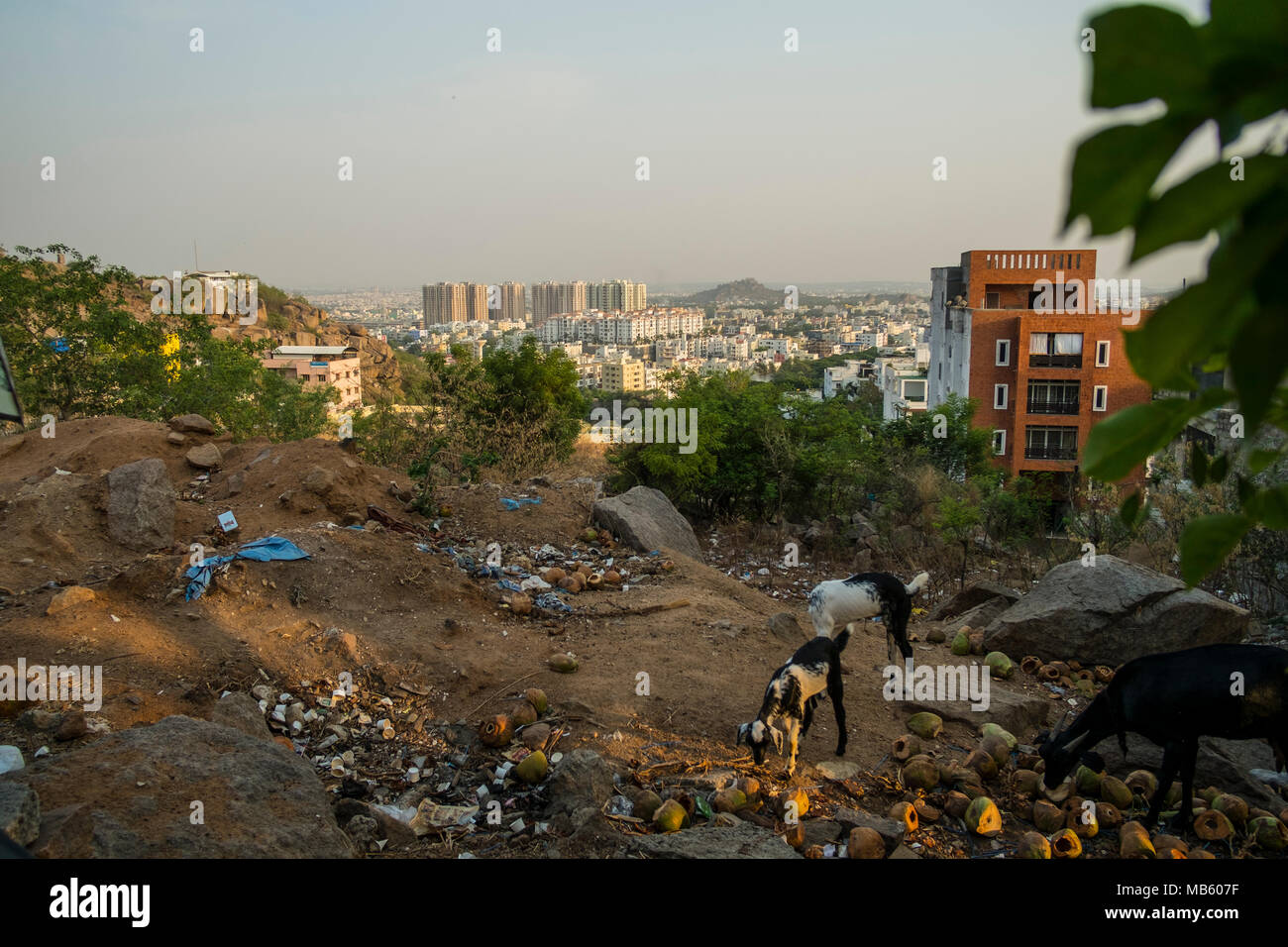 A couple of goat kids foraging for food in a open garbage dump in ...