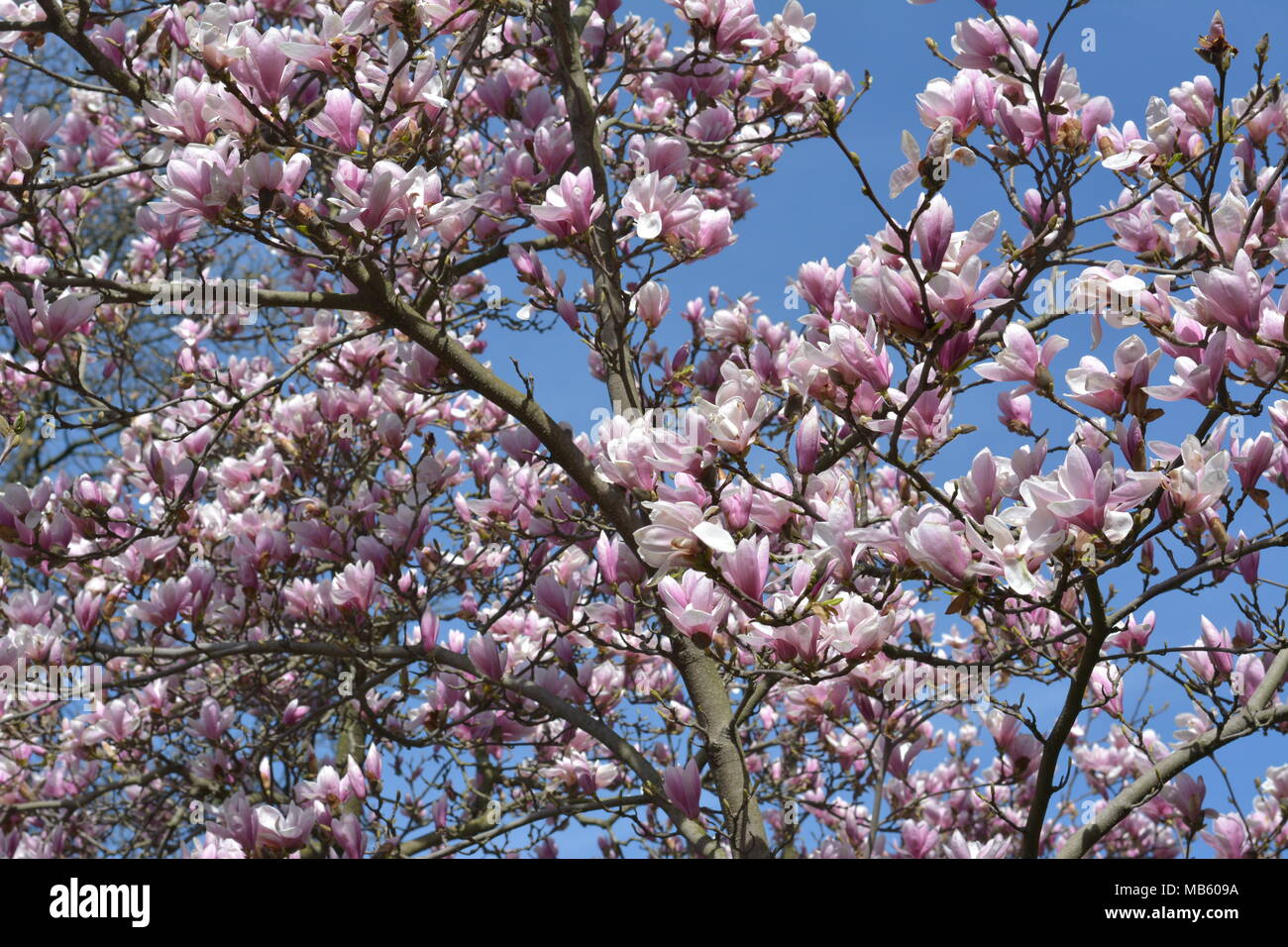 Spring in Bonn Stock Photo - Alamy