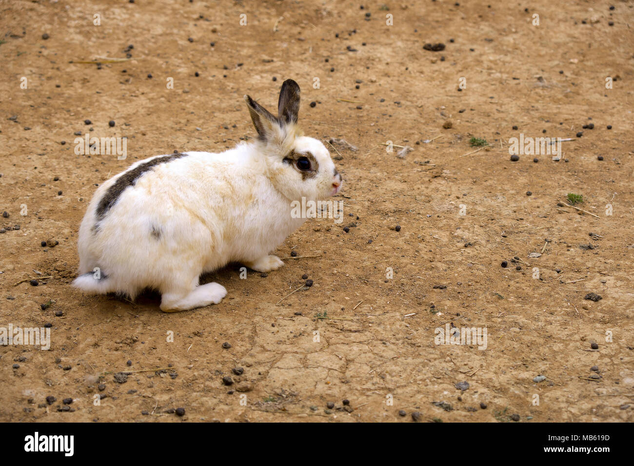 Single Domestic Bunny rabbit, Oryctolagus cuniculus domesticus, in a ...
