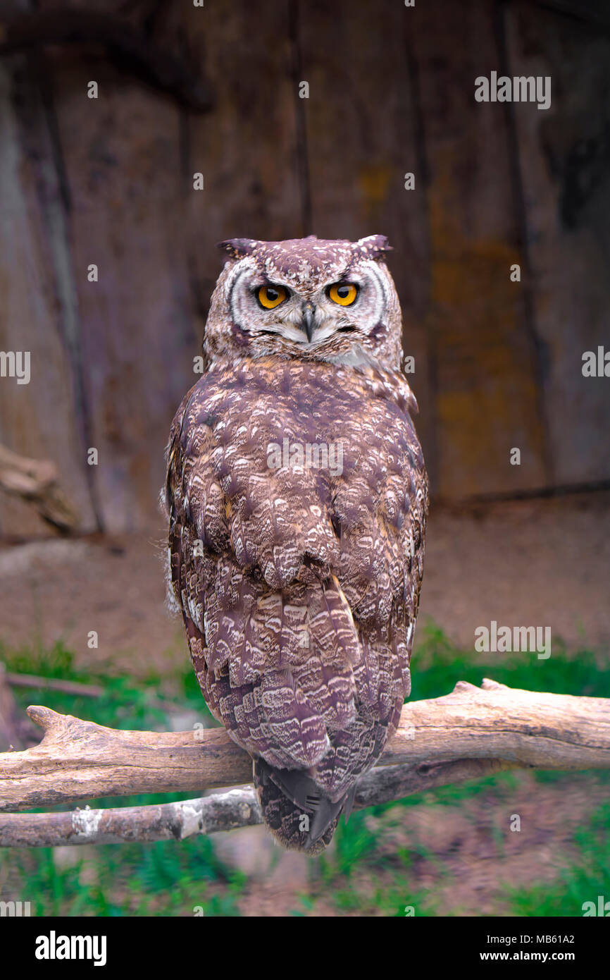 Single African Spotted eagle-owl, Bubo africanus, in a zoological ...