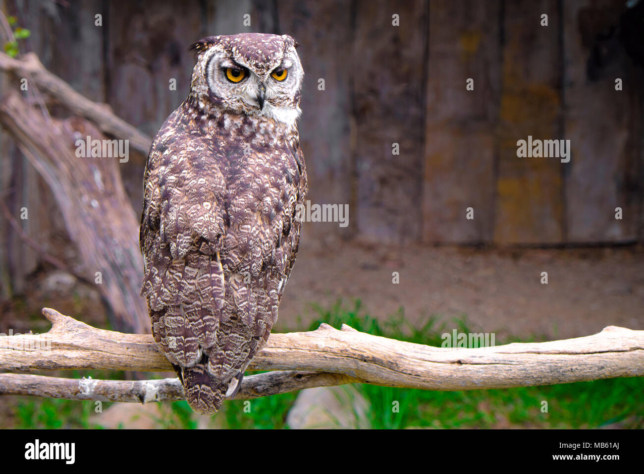 Single African Spotted eagle-owl, Bubo africanus, in a zoological ...