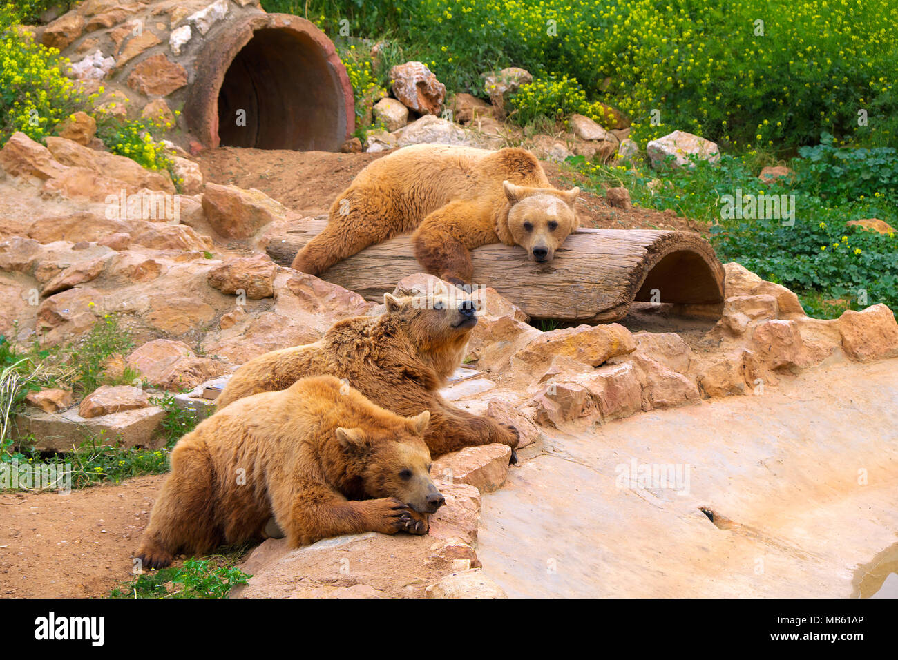 Greece bear hi-res stock photography and images - Alamy