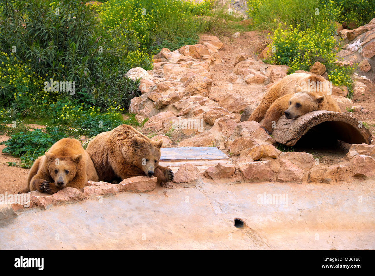 Greece bear hi-res stock photography and images - Alamy