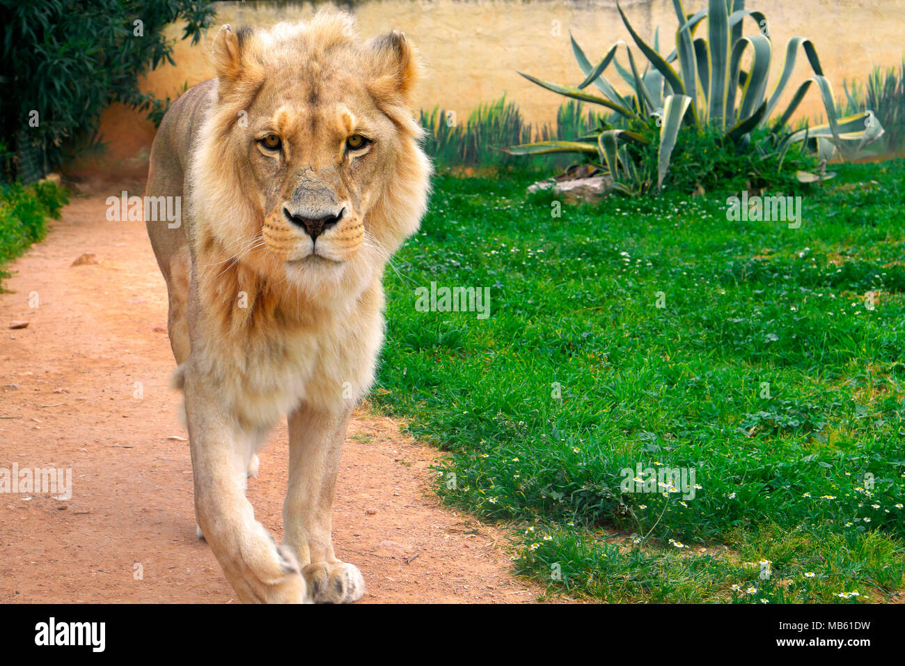 Angola animal hi-res stock photography and images - Alamy