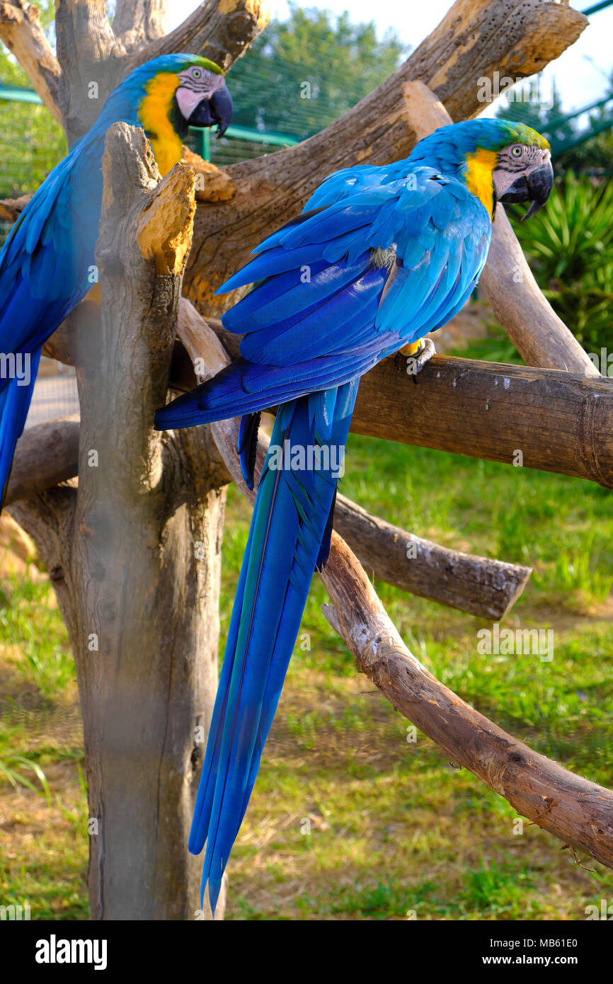 Ara zwyczajna hi-res stock photography and images - Alamy