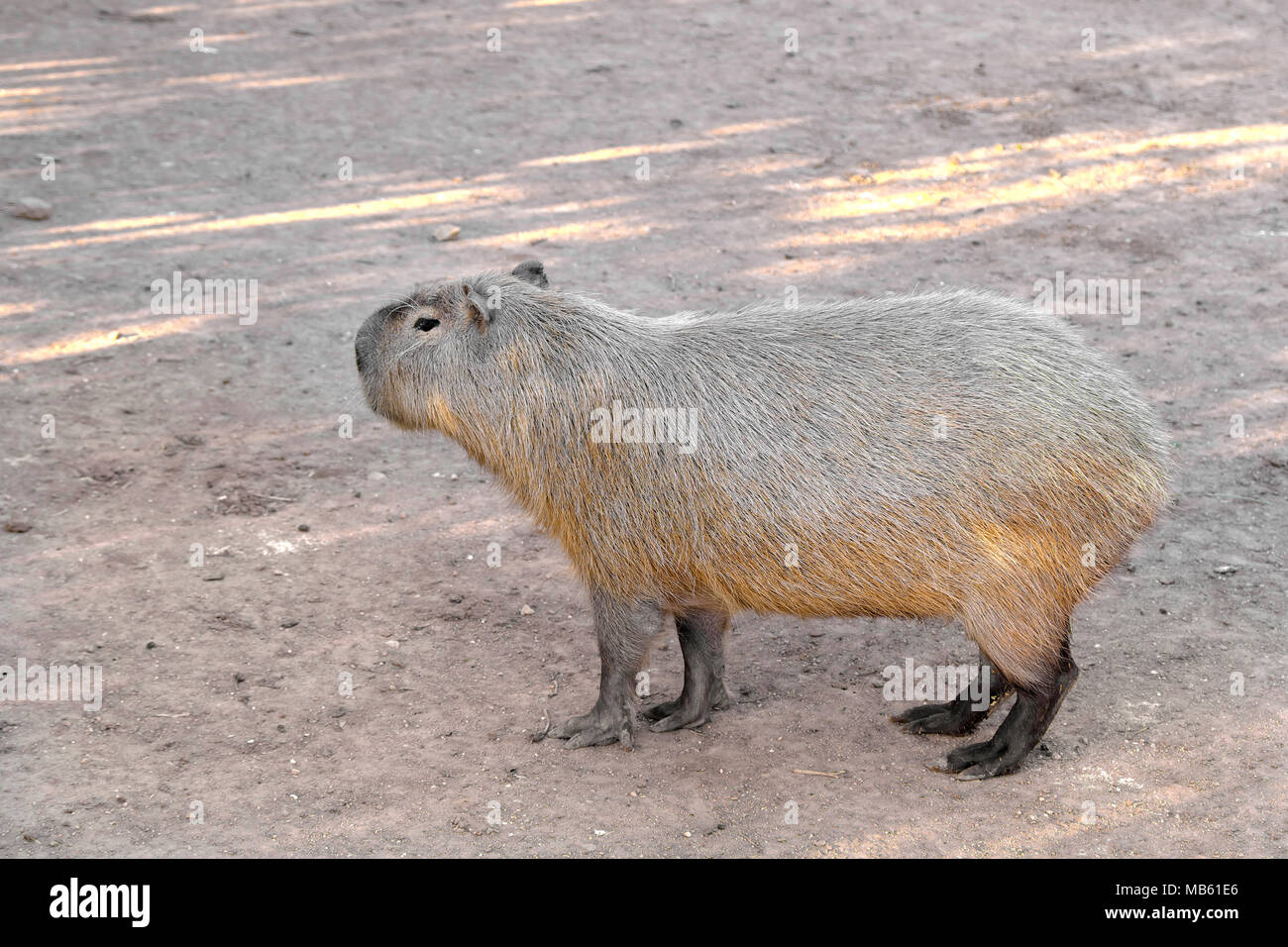 Zoologiczny hi-res stock photography and images - Alamy