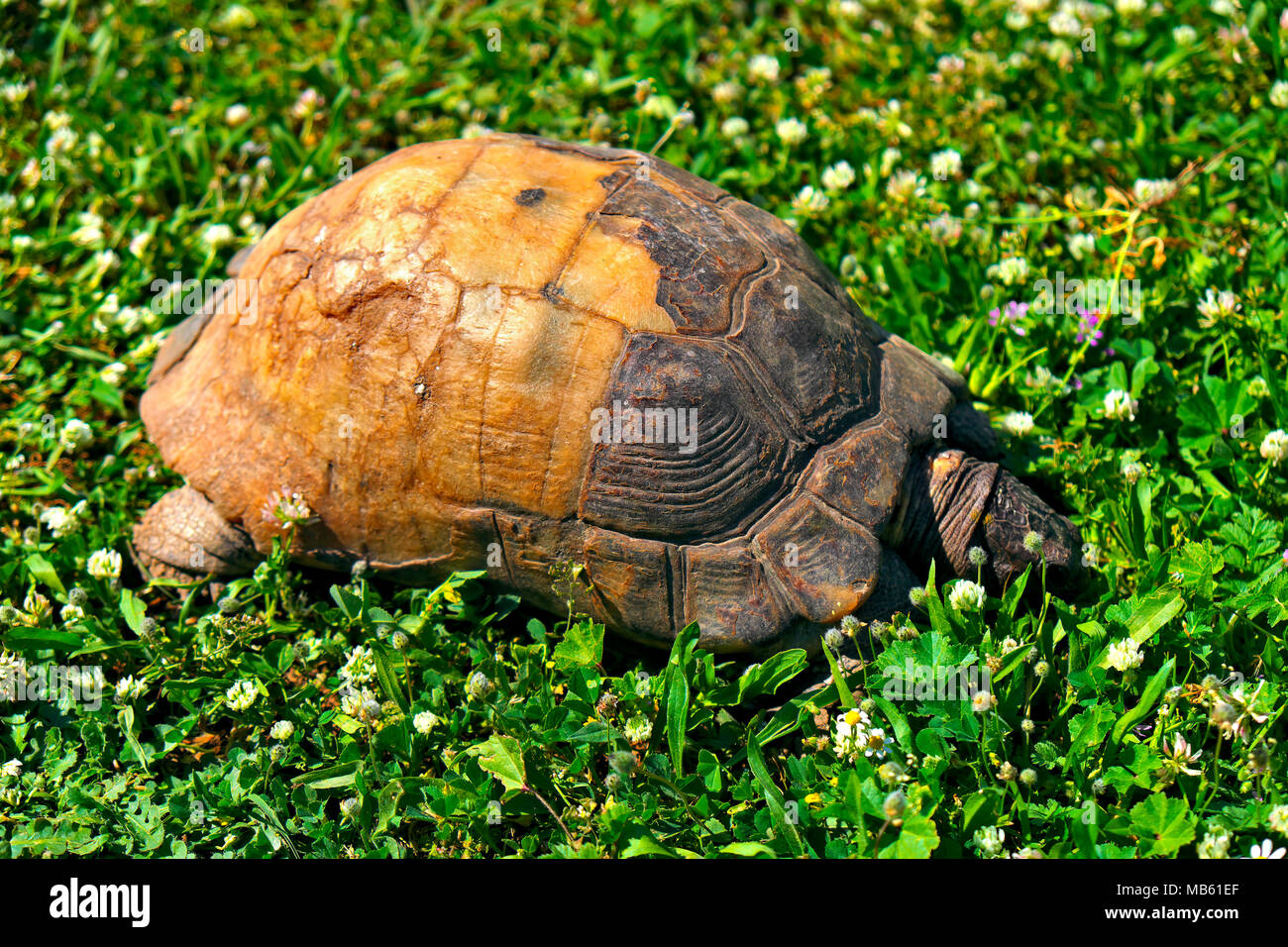 Marginated tortoise, Testudo marginata, turtle in a grassy city park ...