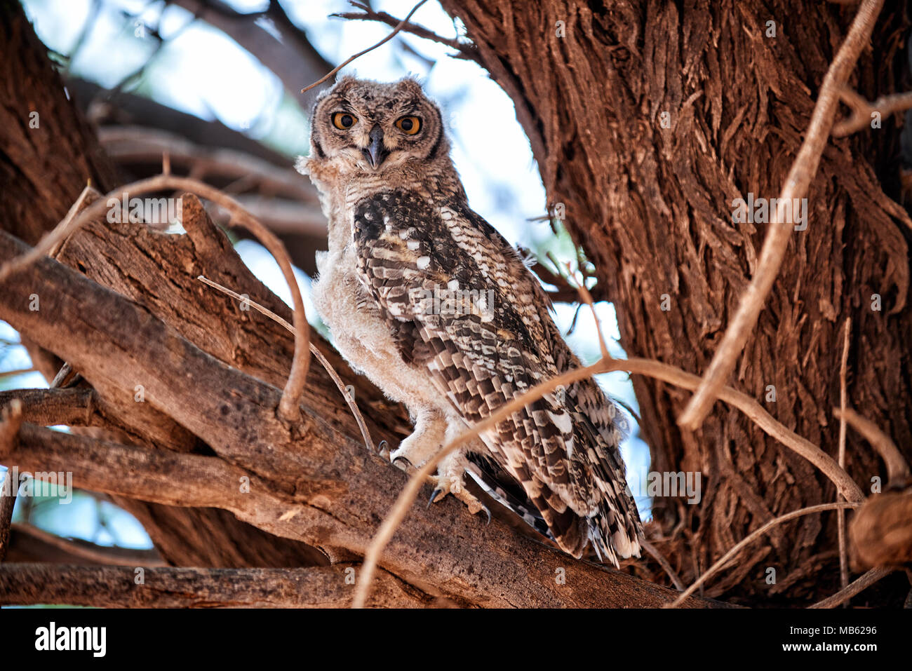 juvenile Spotted eagle-owl in a tree, Bubo africanus Stock Photo - Alamy