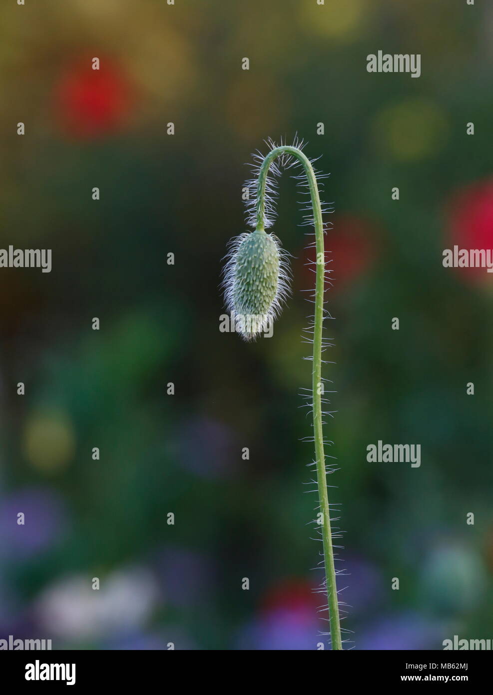 Close-up of single poppy stem and seed-pod Stock Photo - Alamy